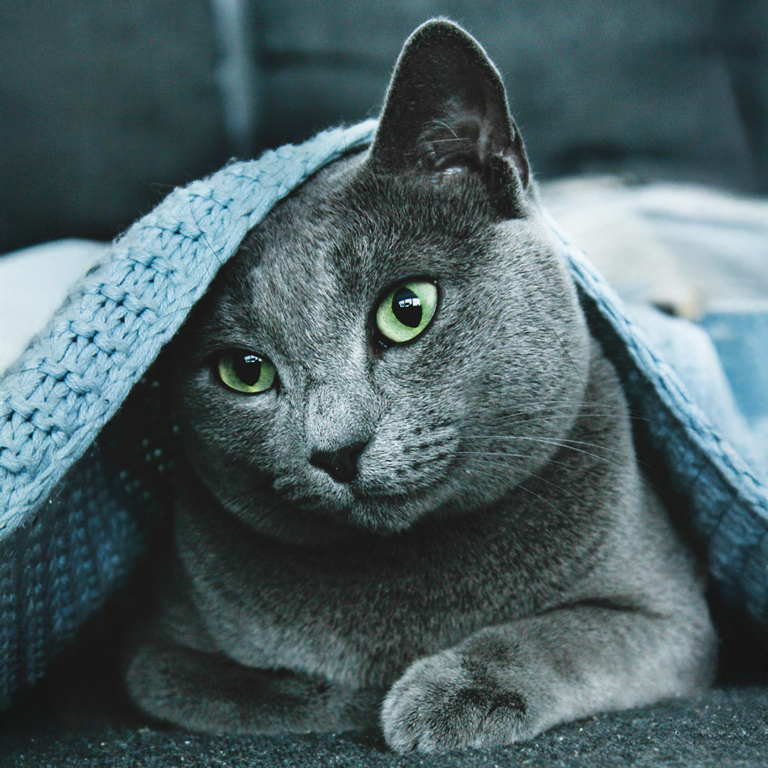 O gato de cada signo | Personare