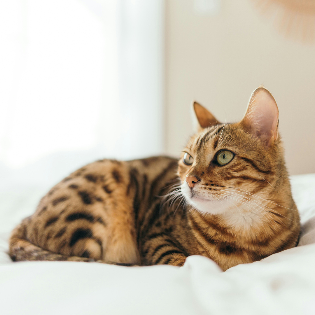 O gato de cada signo