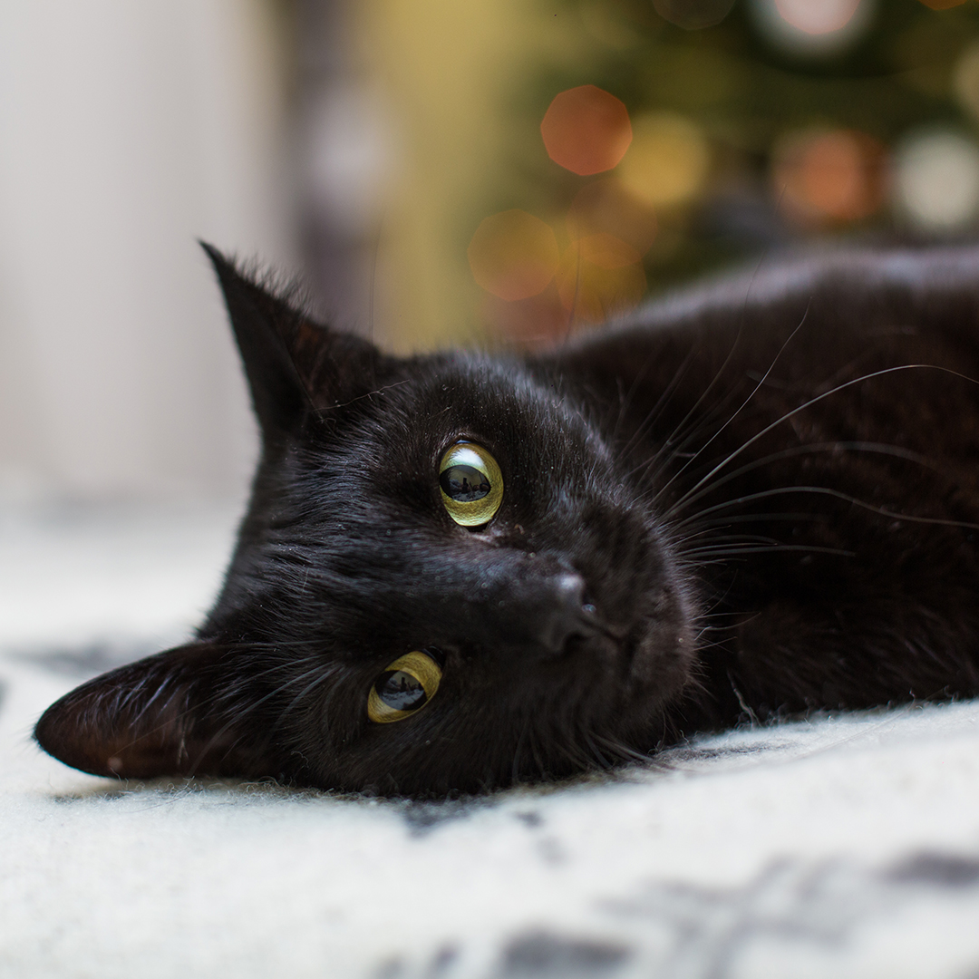 O gato de cada signo | Personare