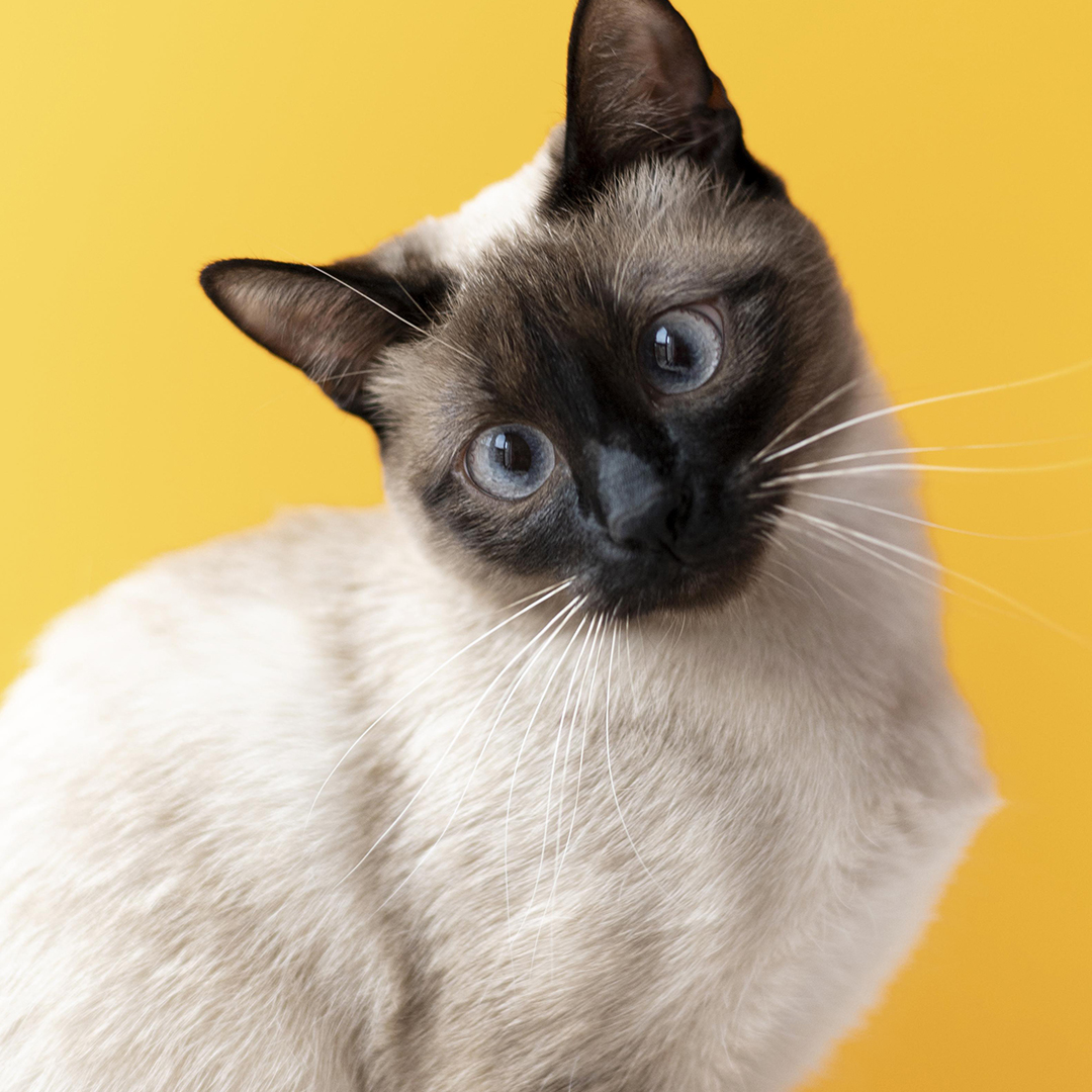 O gato de cada signo