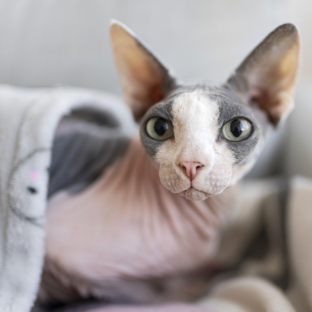 O gato de cada signo