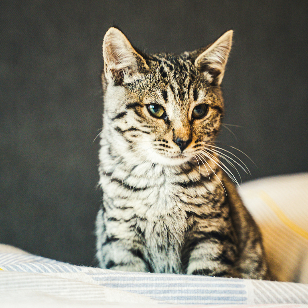 O gato de cada signo | Personare